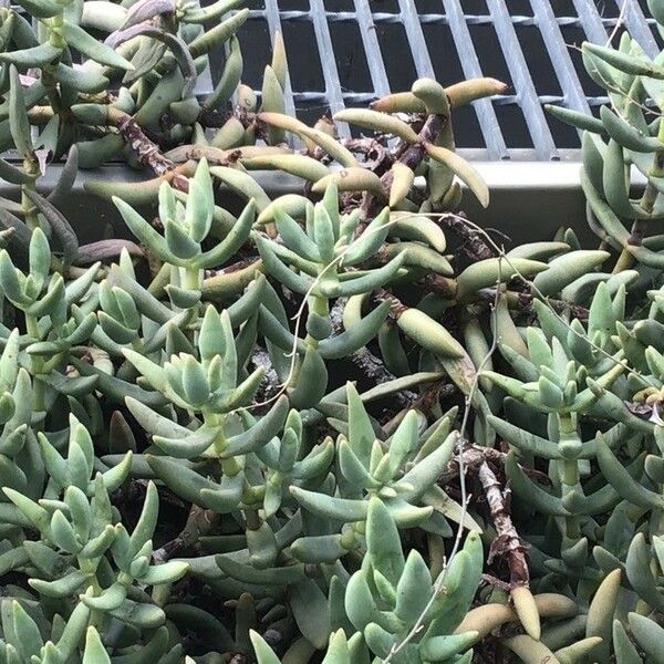 Crassula Macowaniana Plant Care & How to Grow, Water