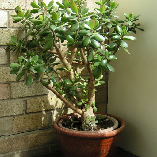 Jade (Crassula Ovata) Plant Care & How to Grow, Water
