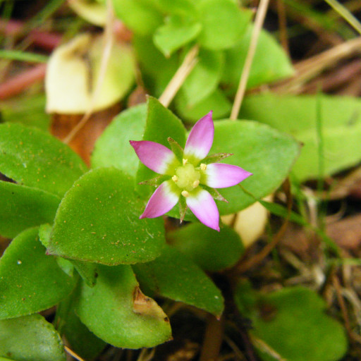 Calico Kitten (Crassula Pellucida) Plant Care & How to Grow, Water