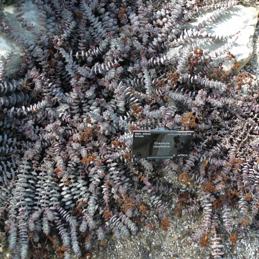 String Of Buttons (Crassula Perforata) Plant Care & How to Grow, Water