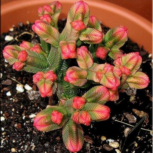 Pagoda Mini Jade (Crassula Pyramidalis) Plant Care & How to Grow, Water