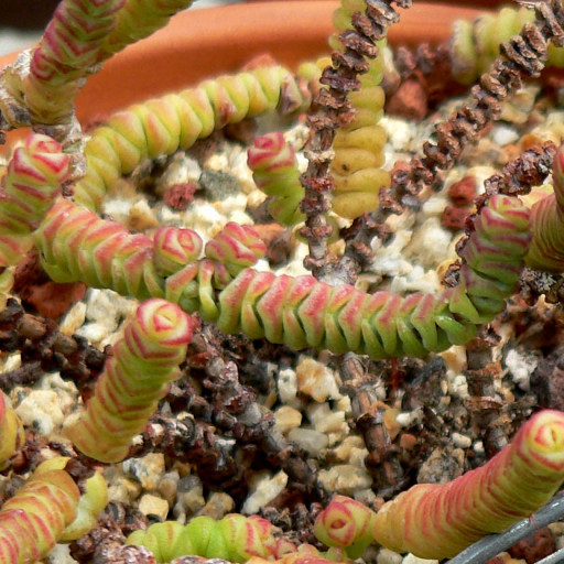 Rosary (Crassula Rupestris) Plant Care & How to Grow, Water