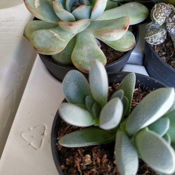 Crassula Tecta Care Guide: Water, Soil & Propagation - Plantiary