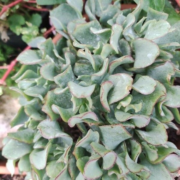 Doily Crassula (Crassula Undulata) Plant Care & How to Grow, Water