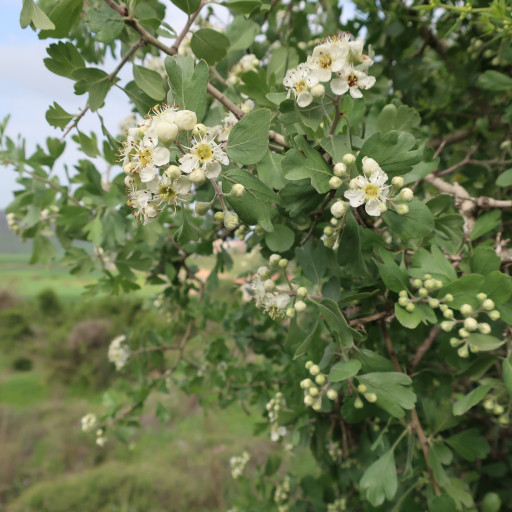 Azarole (Crataegus Azarolus) Plant Care & How to Grow, Water