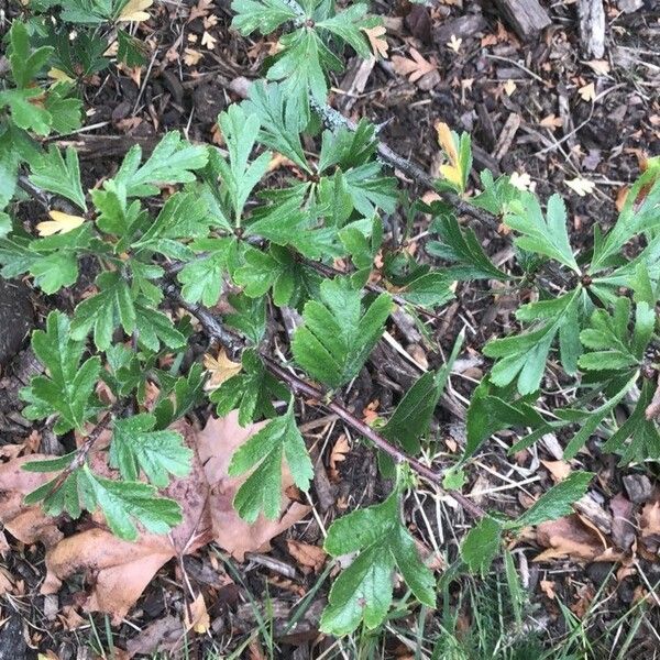 Crataegus × Bornmuelleri Care Guide: Water, Soil & Propagation - Plantiary