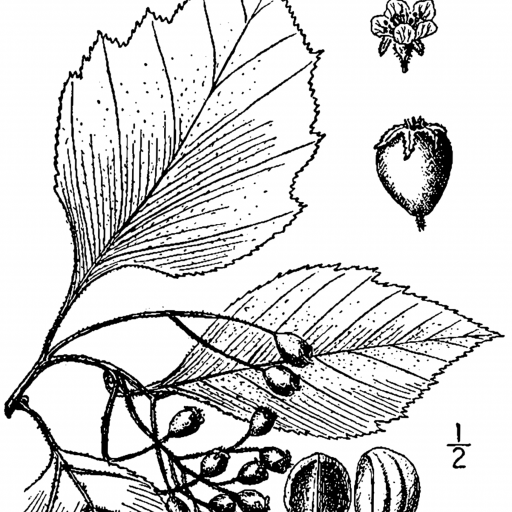 Pear Hawthorn (Crataegus Calpodendron) Care Guide: Water, Soil ...