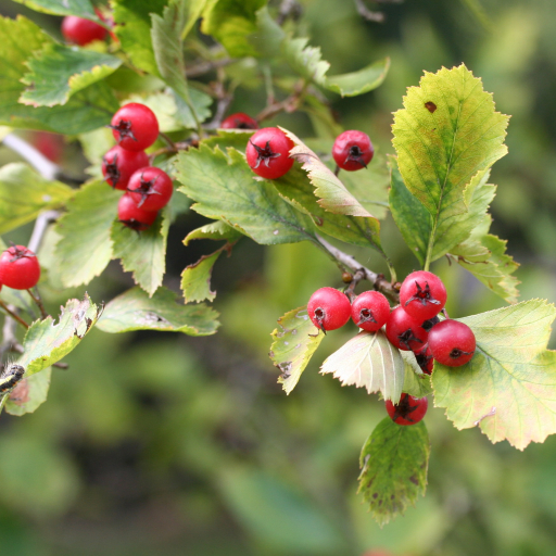 Fireberry Hawthorn (Crataegus Chrysocarpa) Plant Care & How to Grow, Water