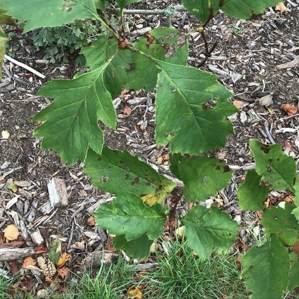 Crataegus Clarkii Plant Care & How to Grow, Water