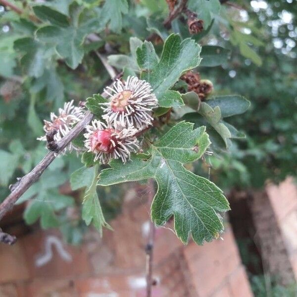 Large-Flower Cockspurthorn (Crataegus Coccinioides) Care Guide: Water ...