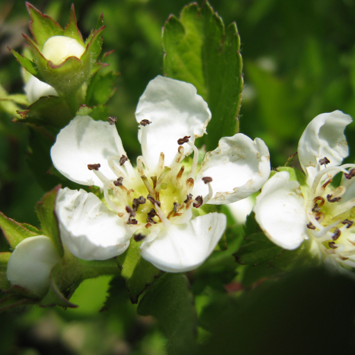 Chinese Hawthorn (Crataegus Cuneata) Plant Care & How to Grow, Water