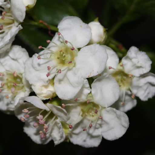Black Hawthorn (Crataegus Douglasii) Plant Care & How to Grow, Water
