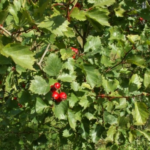 Bosc's Hawthorn (Crataegus Flabellata) Care Guide: Water, Soil ...
