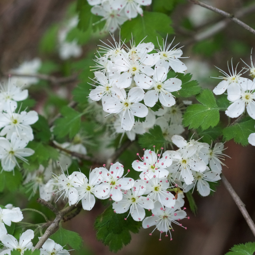 Parsley Hawthorn (Crataegus Marshallii) Plant Care & How to Grow, Water