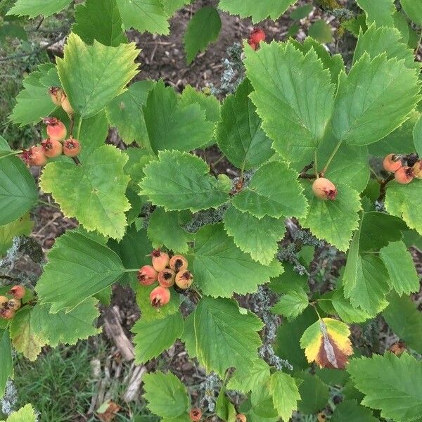 Crataegus Merita Care Guide: Water, Soil & Propagation - Plantiary