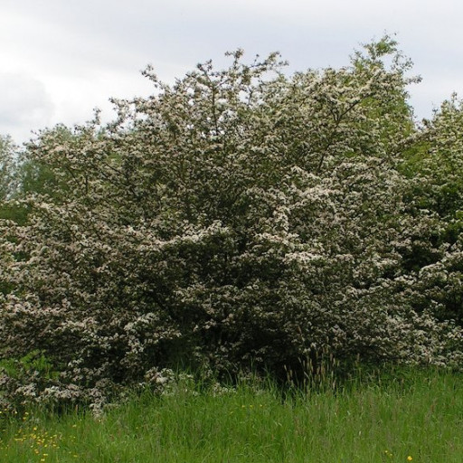 Common Hawthorn (Crataegus Monogyna) Plant Care & How to Grow, Water