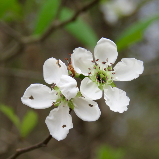Western Mayhaw (Crataegus Opaca) Plant Care & How to Grow, Water