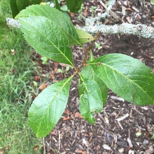 Rough Hawthorn (Crataegus Scabrida) Care Guide: Water, Soil ...