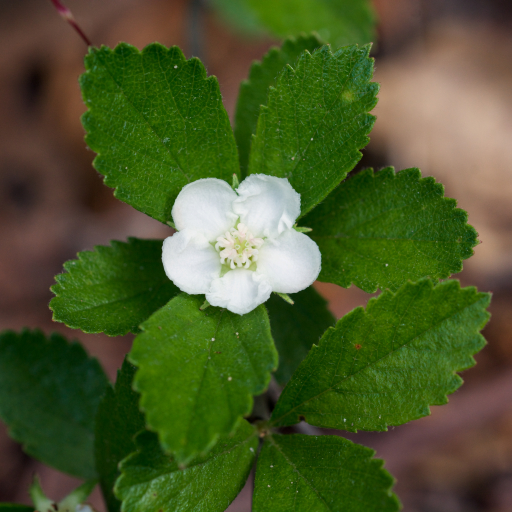 Dwarf Hawthorn (Crataegus Uniflora) Care Guide: Water, Soil ...