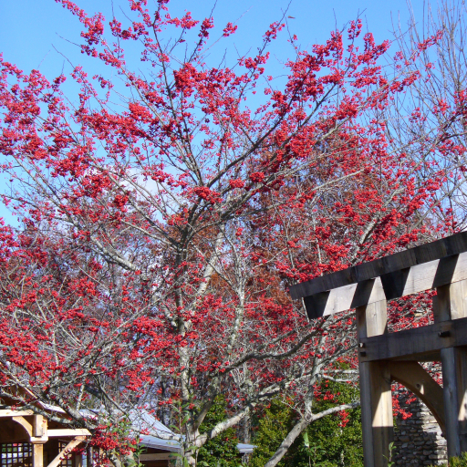 Green Hawthorn (Crataegus Viridis) Plant Care & How to Grow, Water