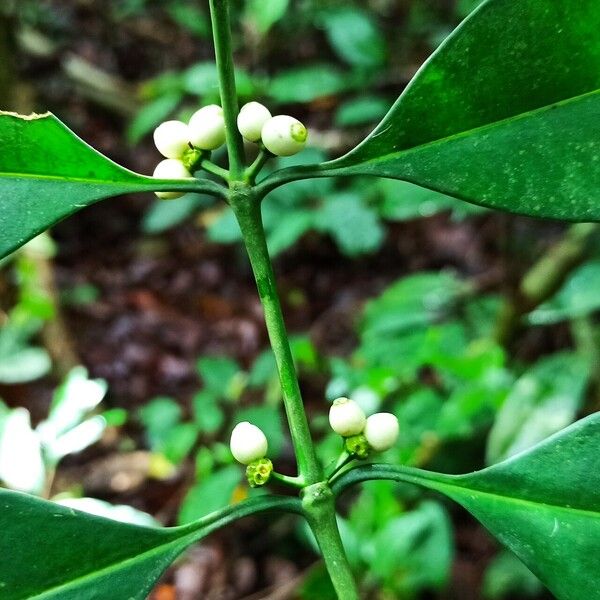 Craterispermum Capitatum Plant Care & How to Grow, Water