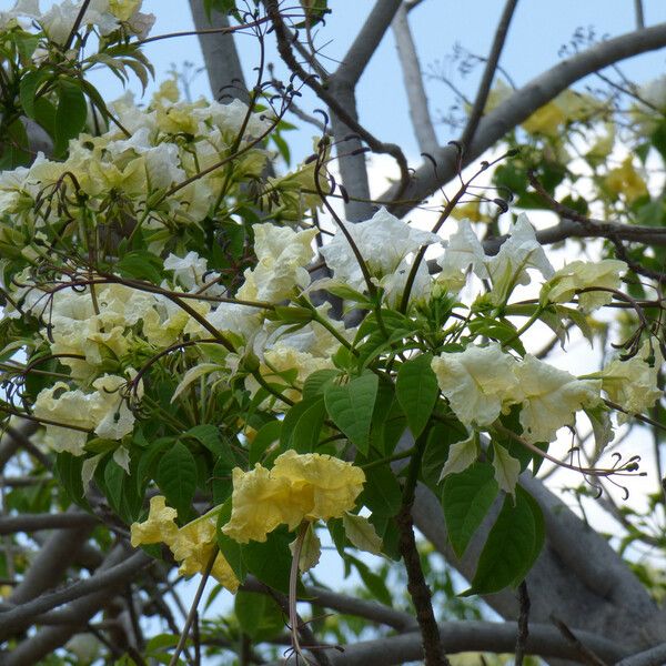 Tonga-Kerrie (Crateva Kirkii) Plant Care & How to Grow, Water