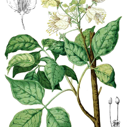 Indian Chrysanthemum (Chrysanthemum Indicum) Plant Care & How to Grow ...