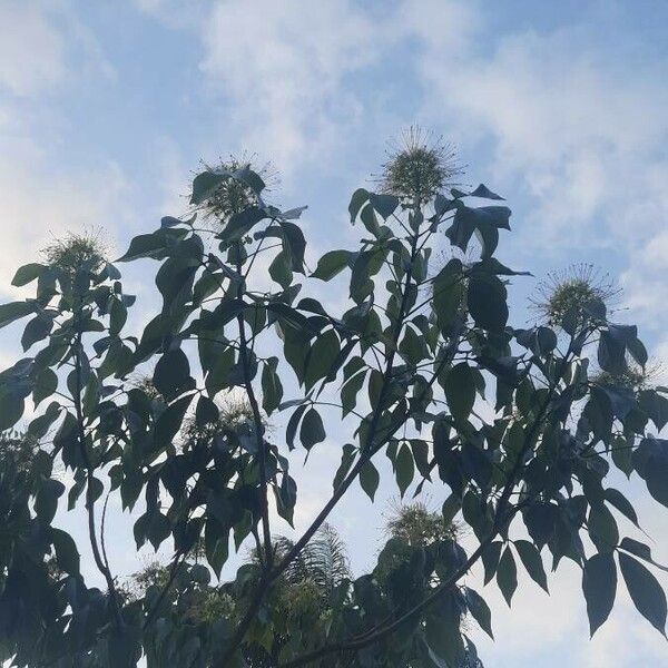 Crateva Tapia Plant Care & How to Grow, Water