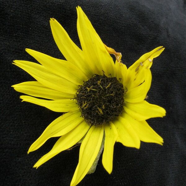 Arnica Himalayan Sunflower (Cremanthodium Arnicoides) Care Guide: Water ...