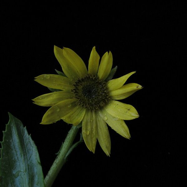 Himalayan Mini Sunflower (Cremanthodium Ellisii) Care Guide: Water ...