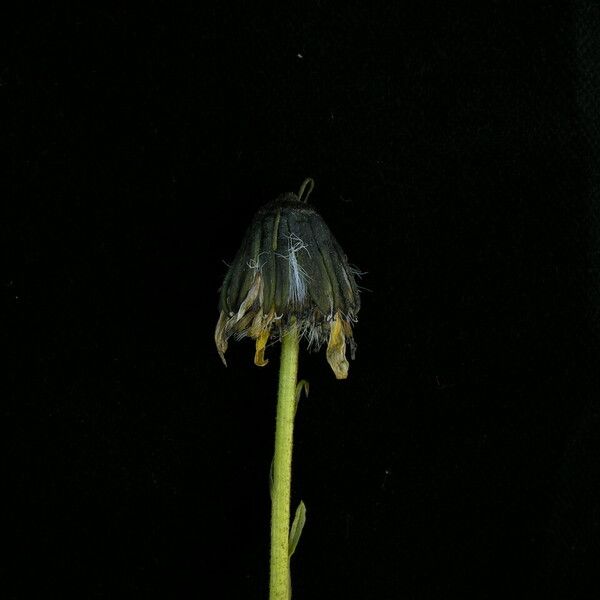 Cremanthodium Oblongatum Care Guide: Water, Soil & Propagation - Plantiary