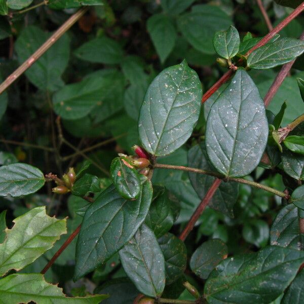 Cremaspora Triflora Plant Care & How to Grow, Water