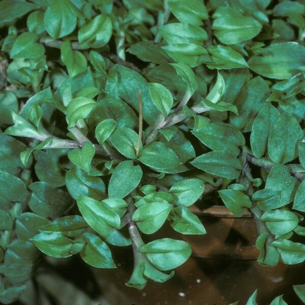 Crepidium Commelinifolium Plant Care & How to Grow, Water
