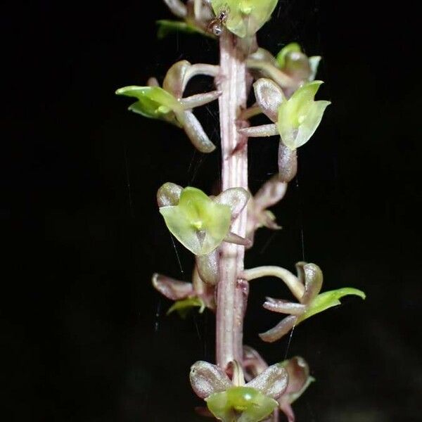 Crepidium Taurinum Care Guide: Water, Soil & Propagation - Plantiary