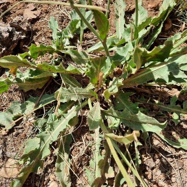 Pyrenean Hawksbeard (Crepis Albida) Plant Care & How to Grow, Water