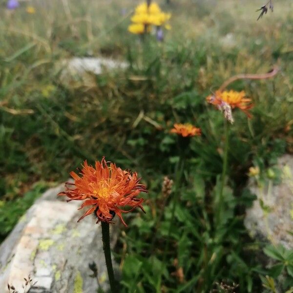 Golden Hawk's-Beard (Crepis Aurea) Plant Care & How to Grow, Water
