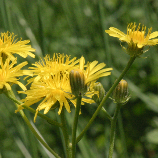 Rough Hawk's-beard (Crepis Biennis) Plant Care & How to Grow, Water