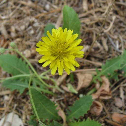 Italian Hawksbeard (Crepis Bursifolia) Plant Care & How to Grow, Water