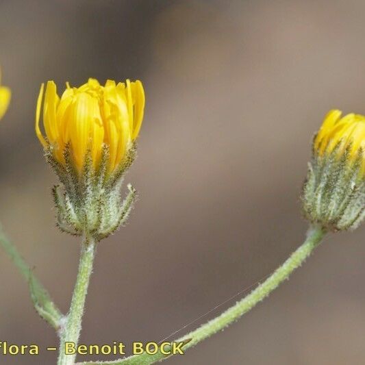 Crepis Canariensis Plant Care & How to Grow, Water
