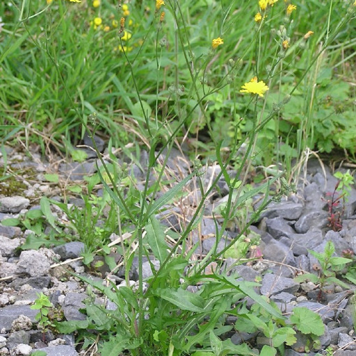 Hawksbeard (Crepis Capillaris) Plant Care & How to Grow, Water