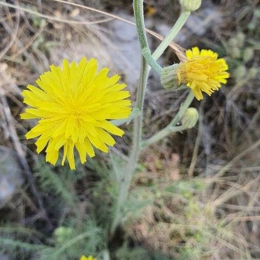 Crepis Chondrilloides Plant Care & How to Grow, Water