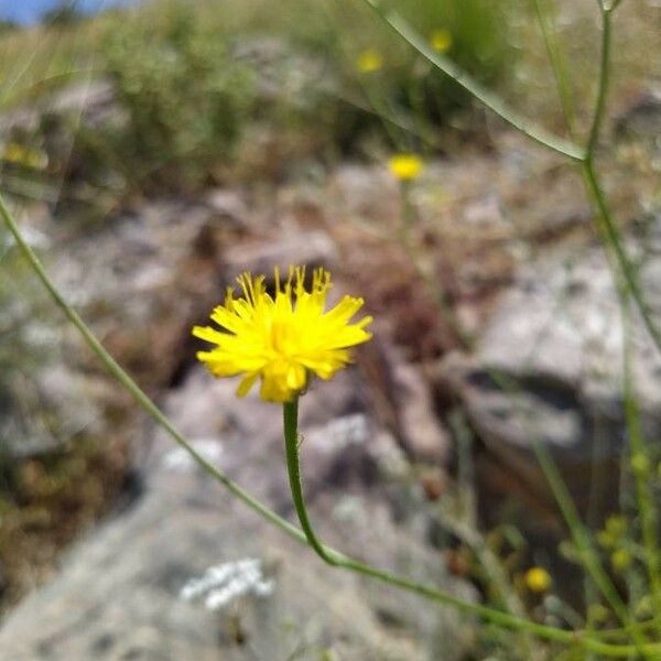 Crepis Dioscoridis Plant Care & How to Grow, Water