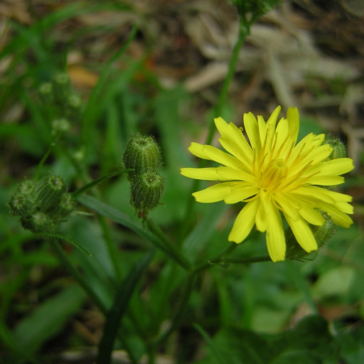 Foetid Hawk's-Beard (Crepis Foetida) Plant Care & How to Grow, Water