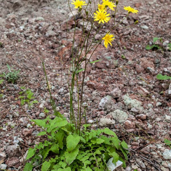 Fraas' Hawksbeard (Crepis Fraasii) Plant Care & How to Grow, Water