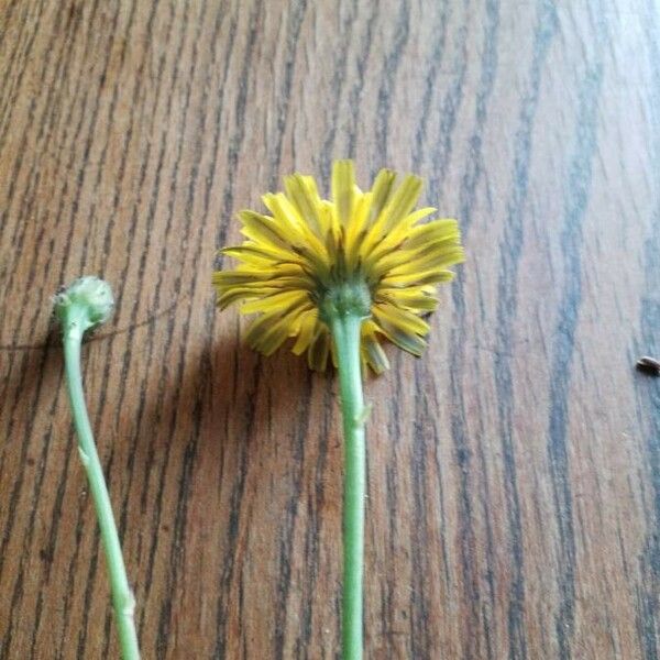 Crepis × Hybrida Plant Care & How to Grow, Water