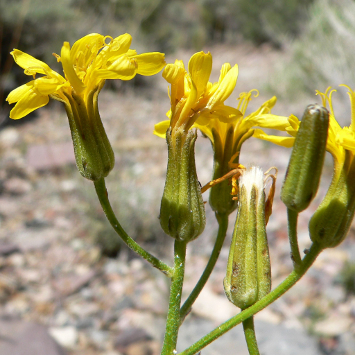Limestone Hawksbeard (Crepis Intermedia) Plant Care & How to Grow, Water