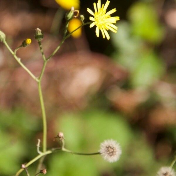 Hawk's-Beard (Crepis Micrantha) Care Guide: Water, Soil & Propagation ...