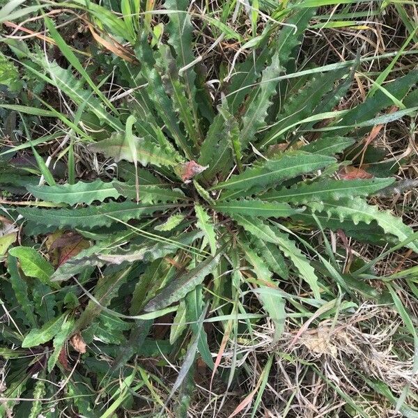 Northern Hawk's-Beard (Crepis Mollis) Plant Care & How to Grow, Water