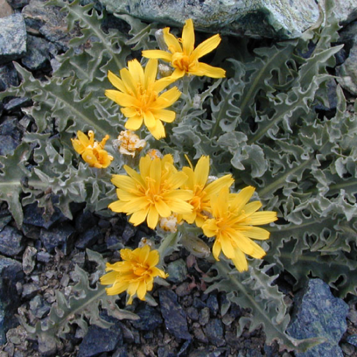 Gray Hawk's-Beard (Crepis Occidentalis) Plant Care & How to Grow, Water