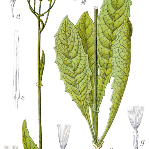 Marsh Hawk's-beard (Crepis Paludosa) Plant Care & How to Grow, Water